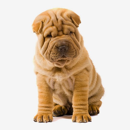 Shar Pei : Behavior, Care and Grooming, Health Issues, Training and ...