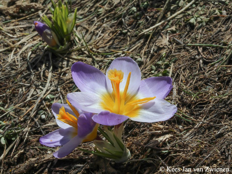 The Country Of Crocuses: Crocus sieberi subsp. nivalis (C. atticus ...