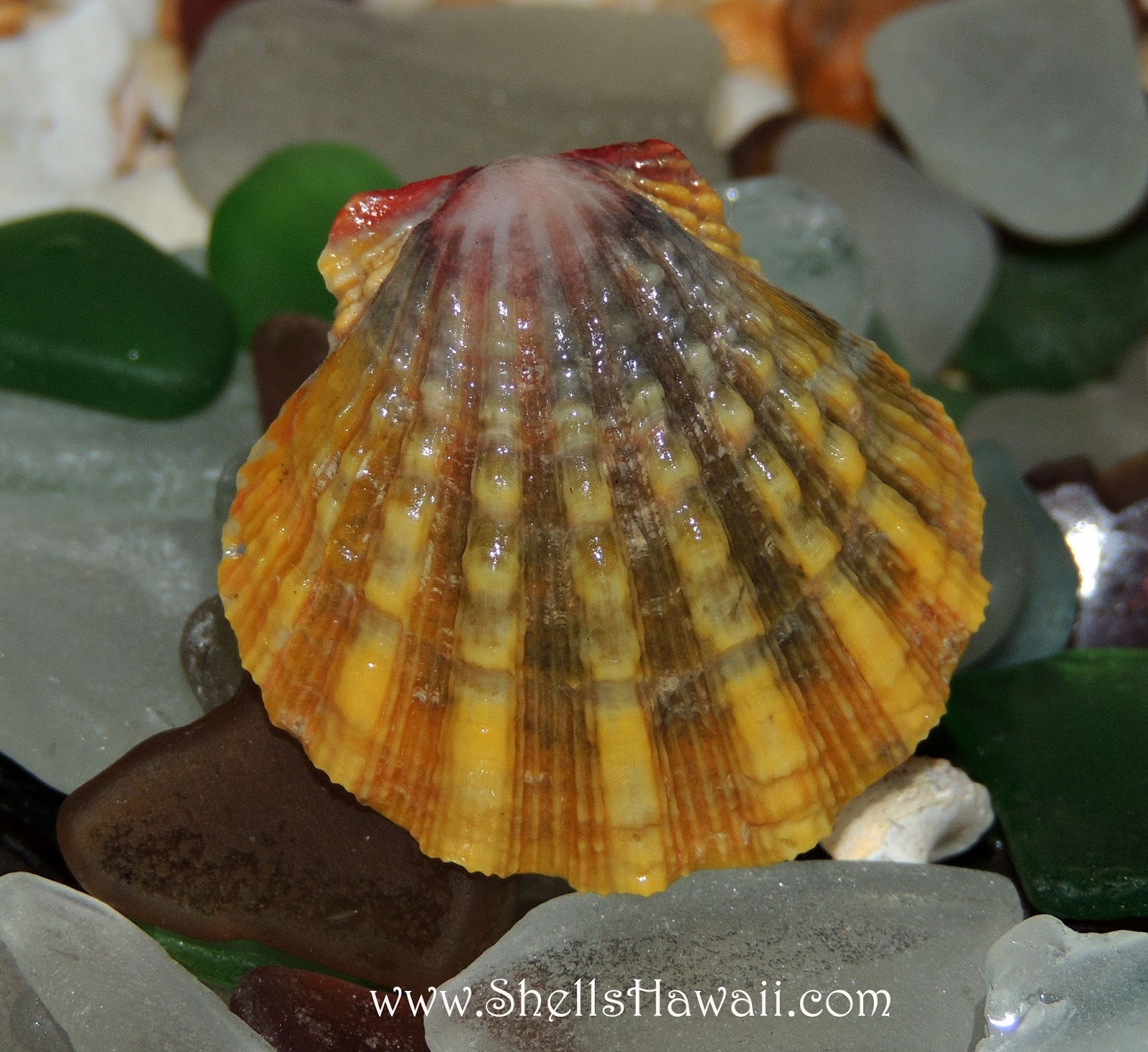 ShellsHawaii ...by Janjira: Sunrise shells/Pecten Langfordi