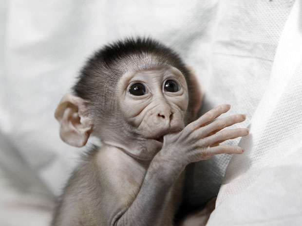 BLOG DO LUIS MEIRA: Macaco rejeitado pela mãe é alimentado em zoológico ...