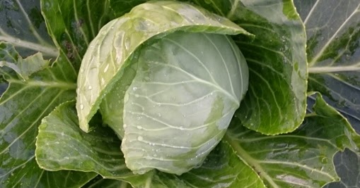 El Huerto de Jose Antonio: Cultivo de la Col Repollo