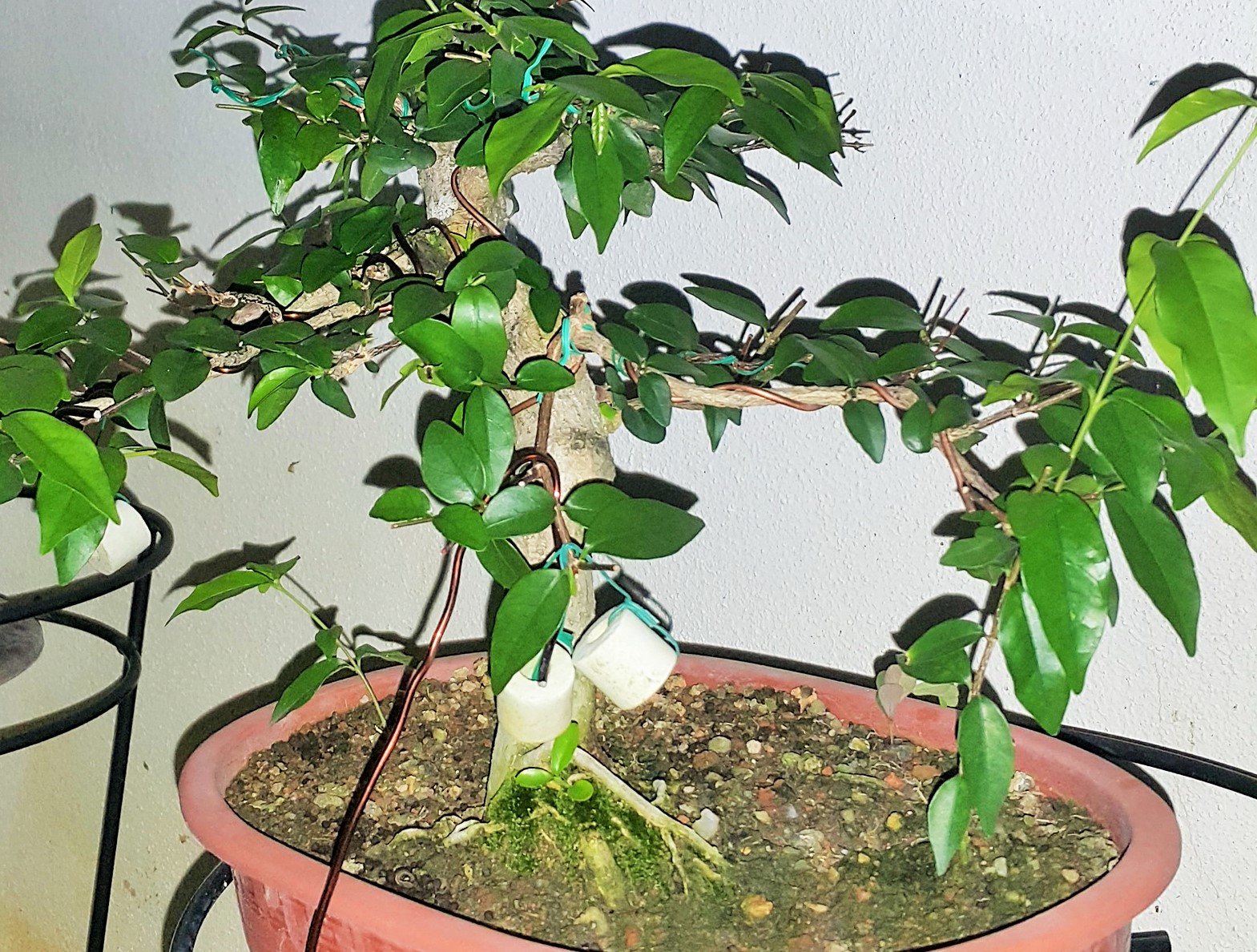 blog of amir rofie: Bonsai: Anak-anak pokok Santalia (Sep 2017)