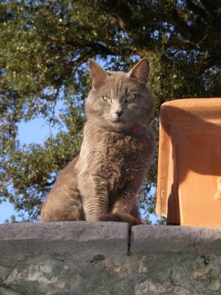 Sabina : My Secret Italy: I GATTI DELLA SABINA - The Cats of the Sabina