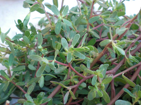 Der Geschmack von Kreta: Stamnagathi - vom Wildkraut zum Blattgemüse