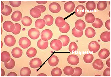 atlas de histología: SANGRE