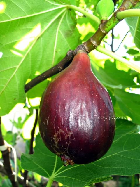 Fiorone De Ruvo Fig - Var Tin