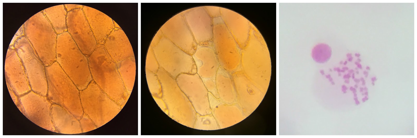 Adventures In Storytime (and Beyond): DNA Extraction STEAM Program