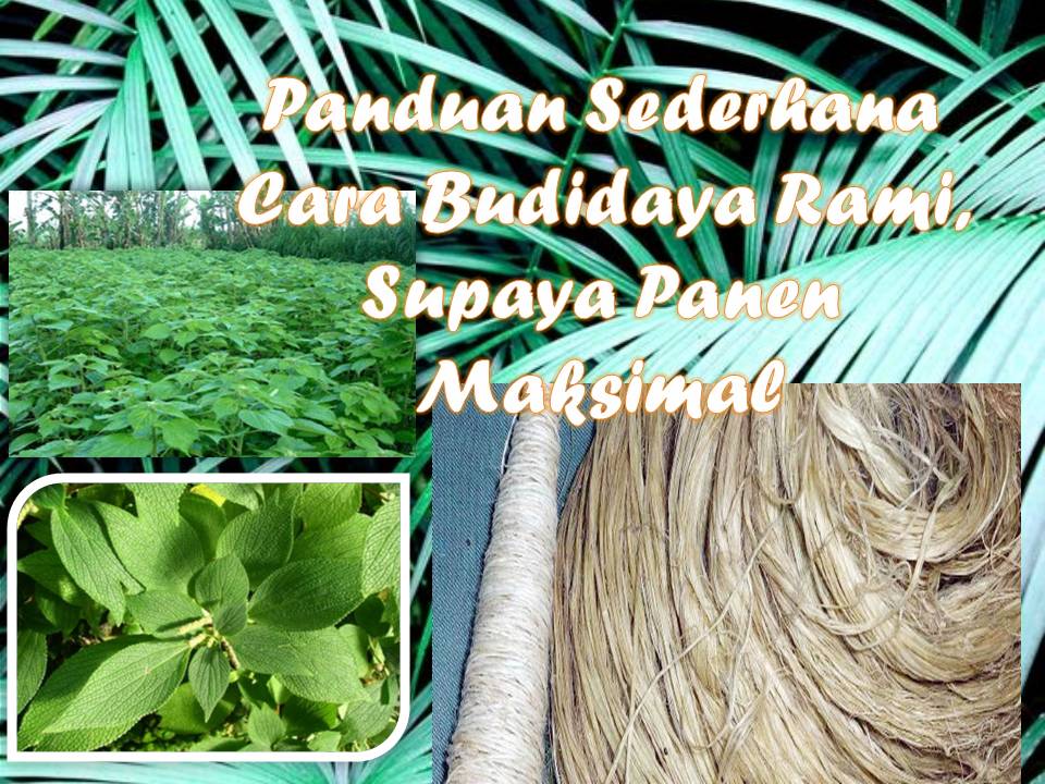 Panduan Sederhana Cara Budidaya Rami, Supaya Panen Maksimal - Jual ...
