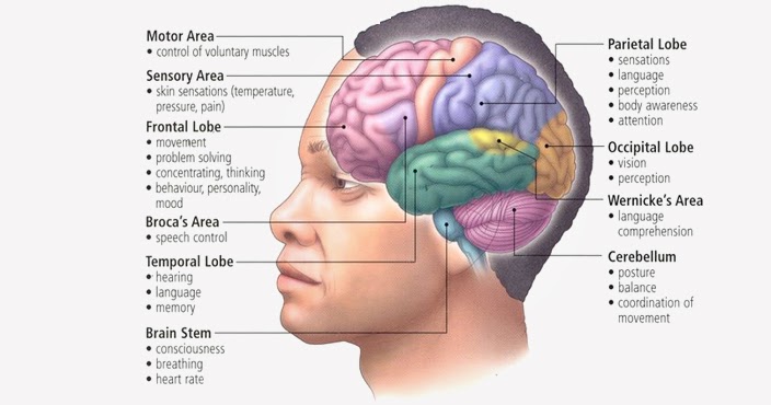 Structure and Functions of the Brain
