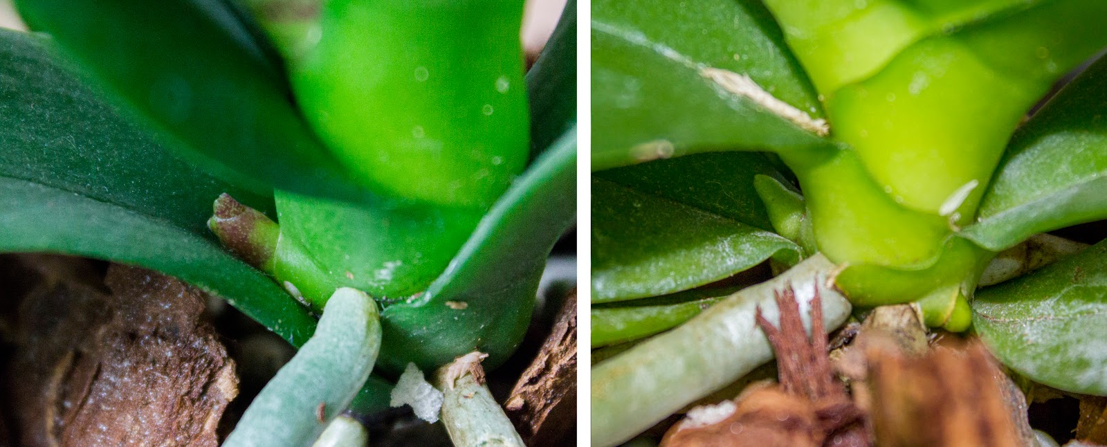 Maria's Orchids: 2012