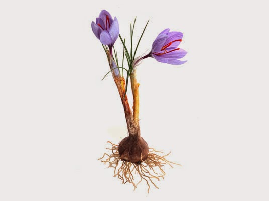 Cómo se cultiva el azafrán