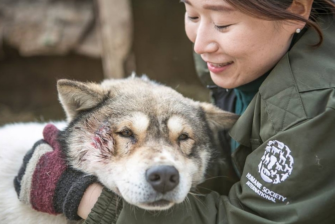 White Wolf : Photos Capture the touching rescue of 80 Dogs from a Meat Farm