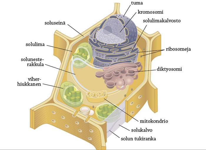 Biologia- solu ja perinnöllisyys