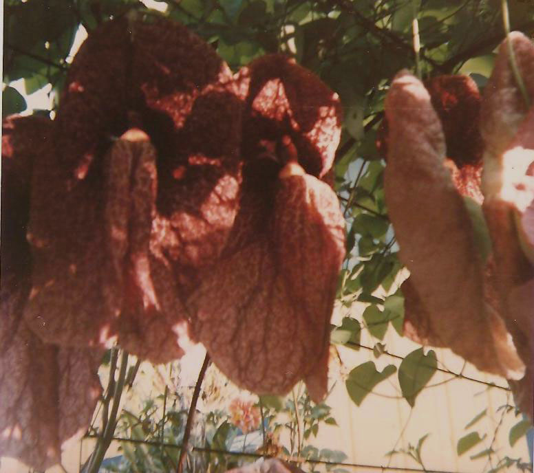 Flores e Coisas: Papo-de-Peru | Aristolochia gigantea