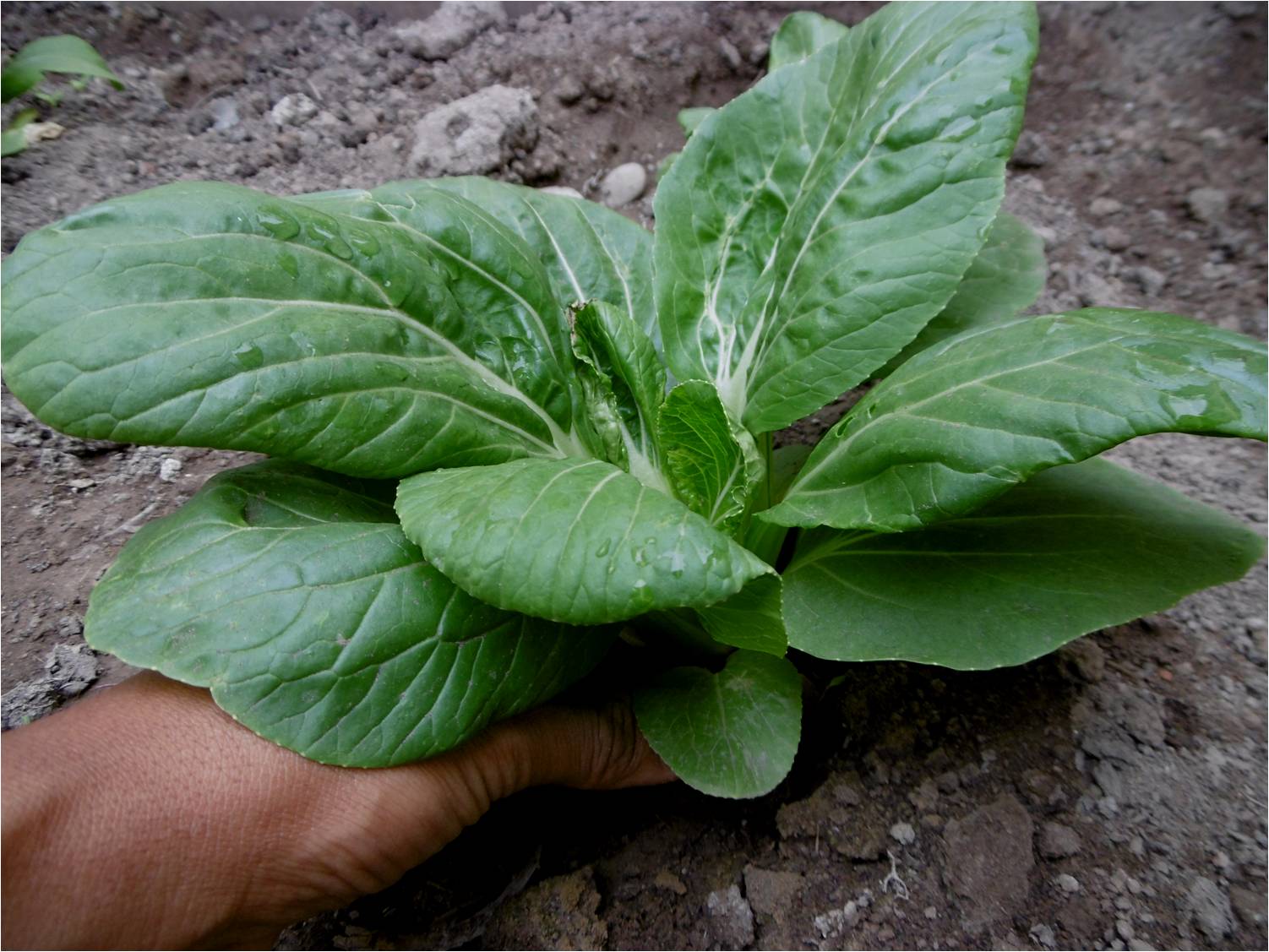 ALTERNATIVA ECOLÓGICA: CULTIVO DE PAK CHOI (BOK CHOY)