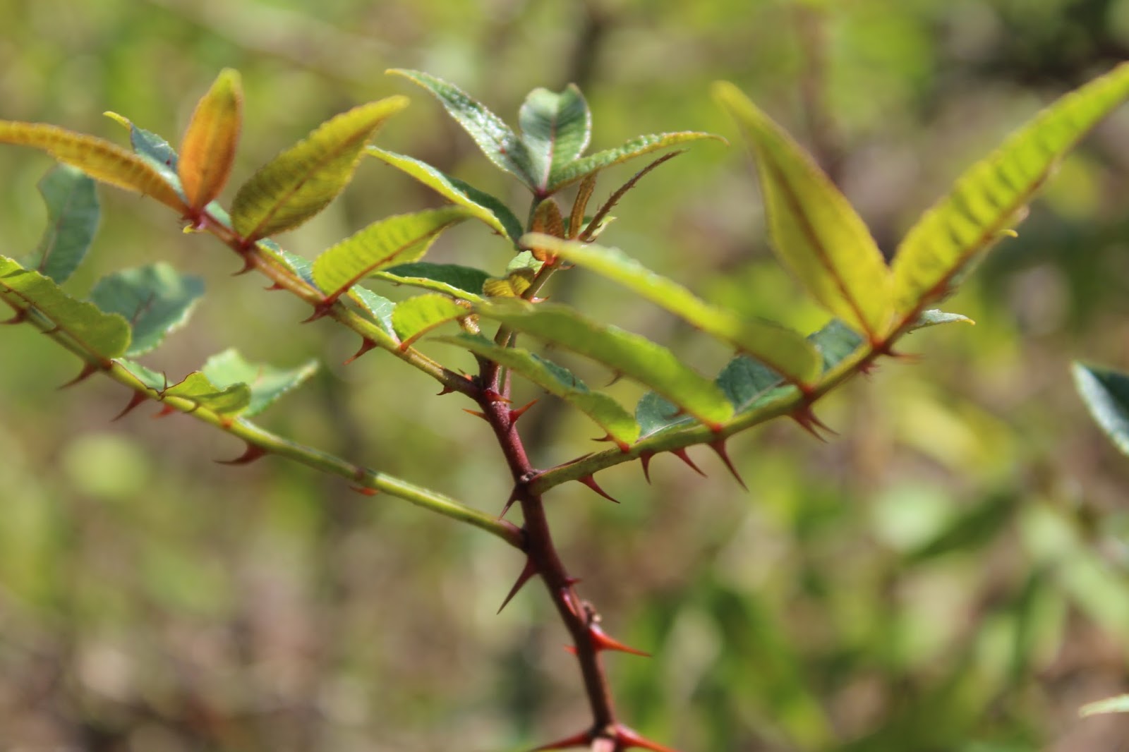 andaliman dan attarasa