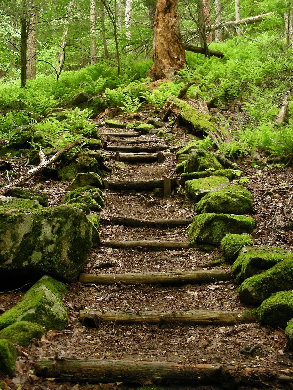 It Just Comes Naturally: Mianus River Gorge