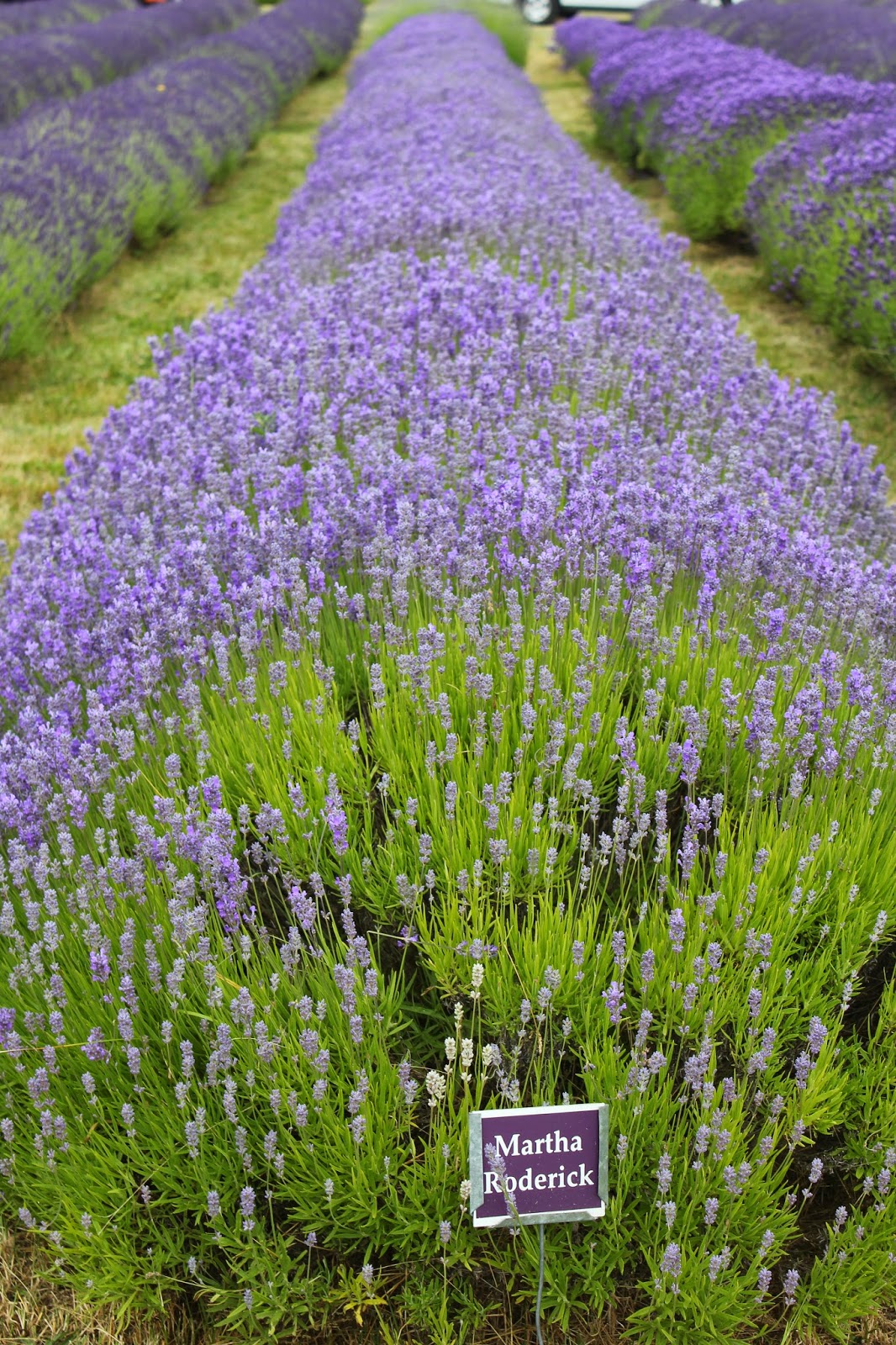 Scrap Happiness: Taking a Trip Down Lavender Lane