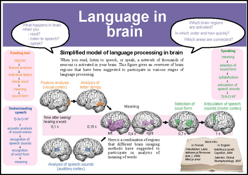 Welcome to House of Translation: Language in Brain