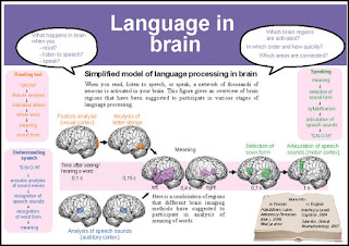Welcome to House of Translation: Language in Brain