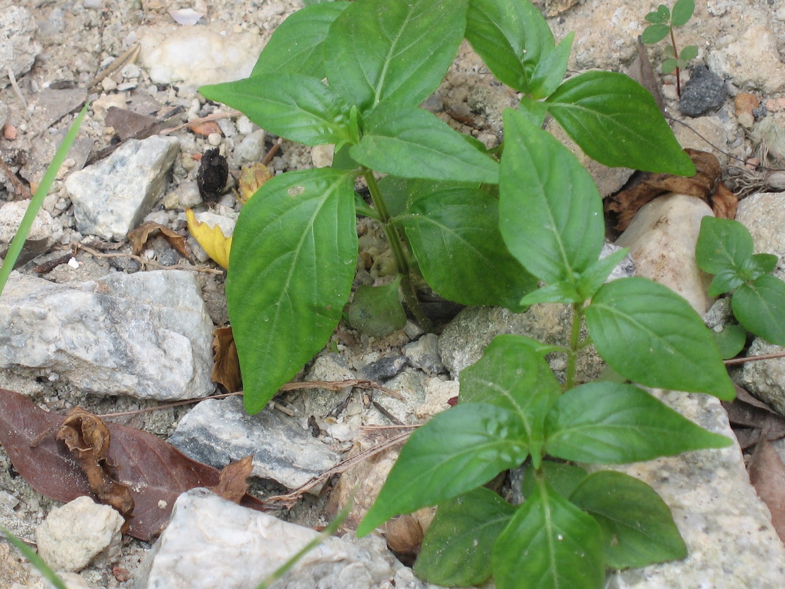 Sumptuous Flavours: Snake Grass 独行千里/蛇草