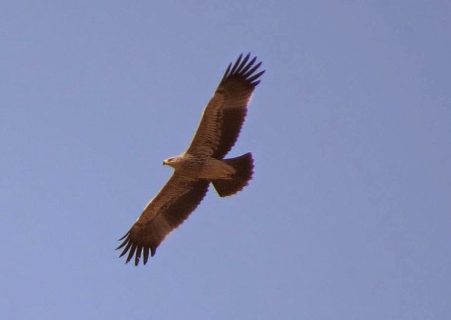 Birding for a Lark: Arabian spotted eagle owl in wadi Hanna