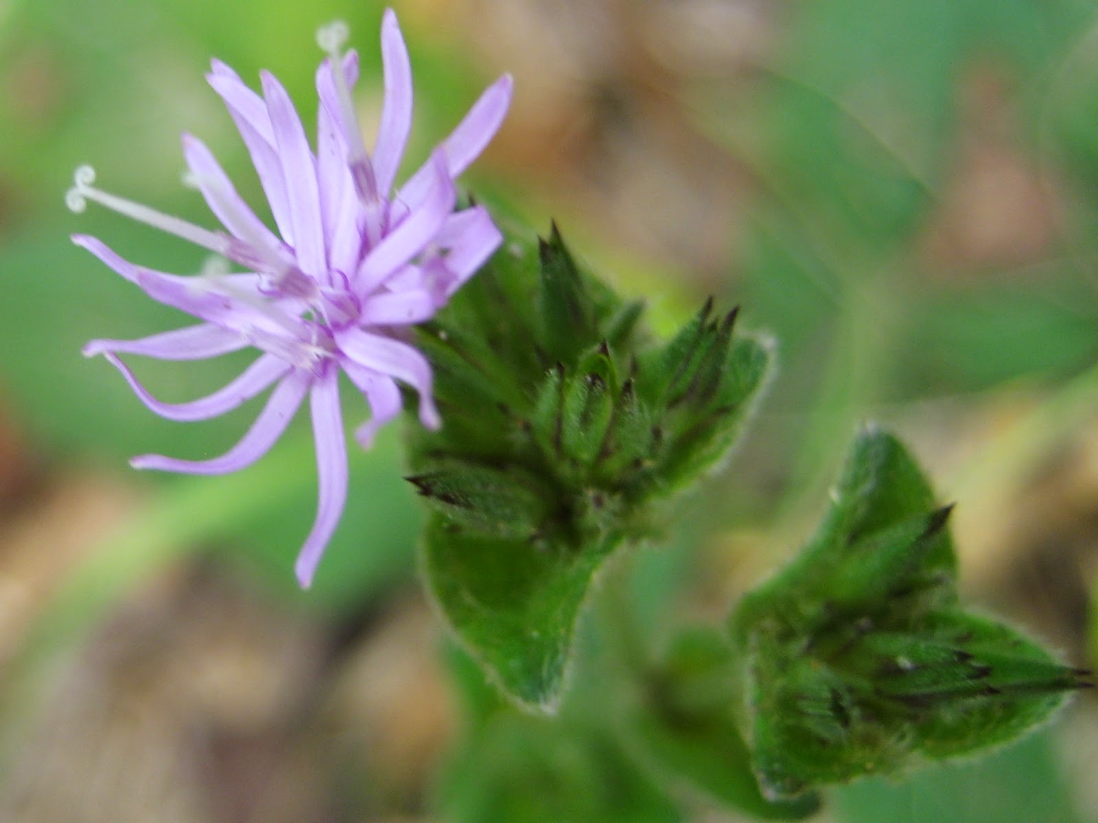 Discovering His Creation: Hairy Elephant's Foot (Elephantopus tomentosus)