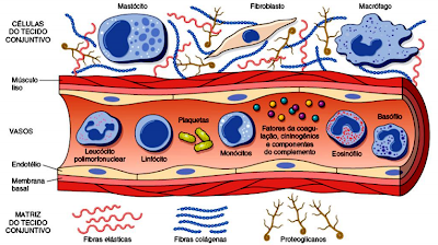 LAICI - Laboratório de Investigação de Câncer e Inflamação: Inflamação ...