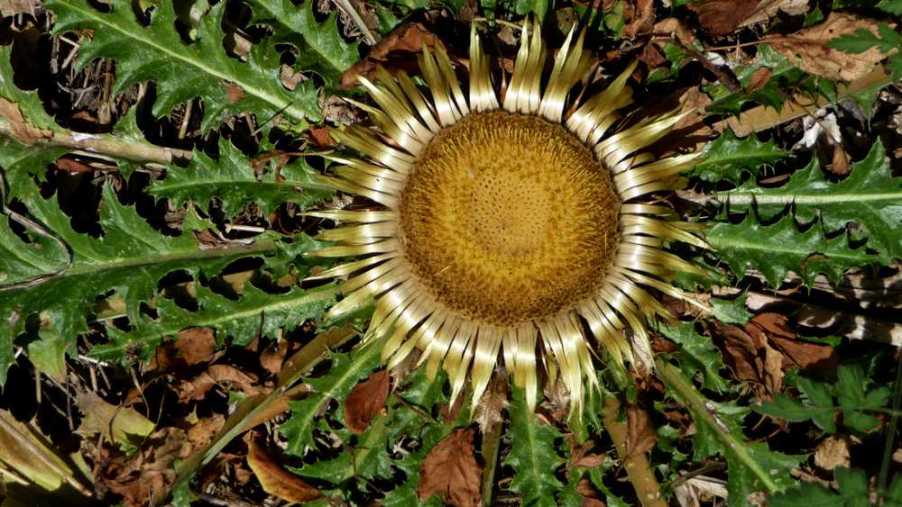 r o b i n 's y a r d: Shiny Carlina