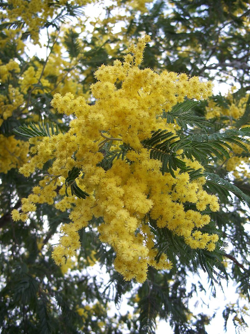 Nós, os Cachorros - No Japão: Plantas que curam: ACÁCIA - Acacia horrida
