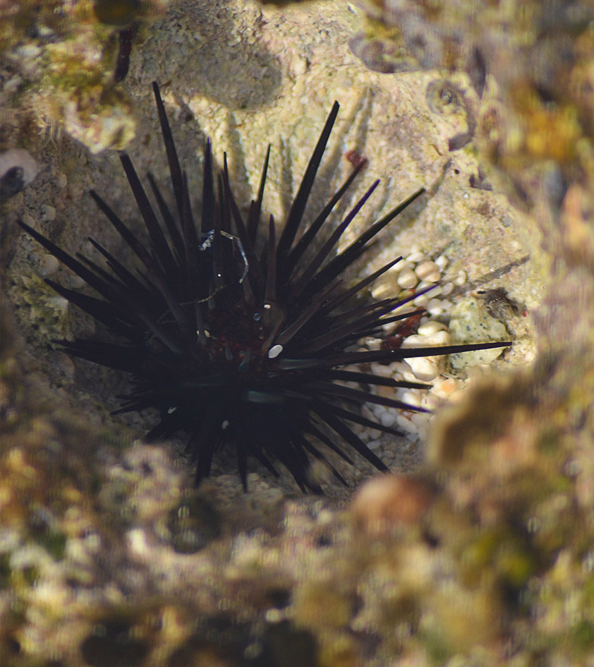 Urchin