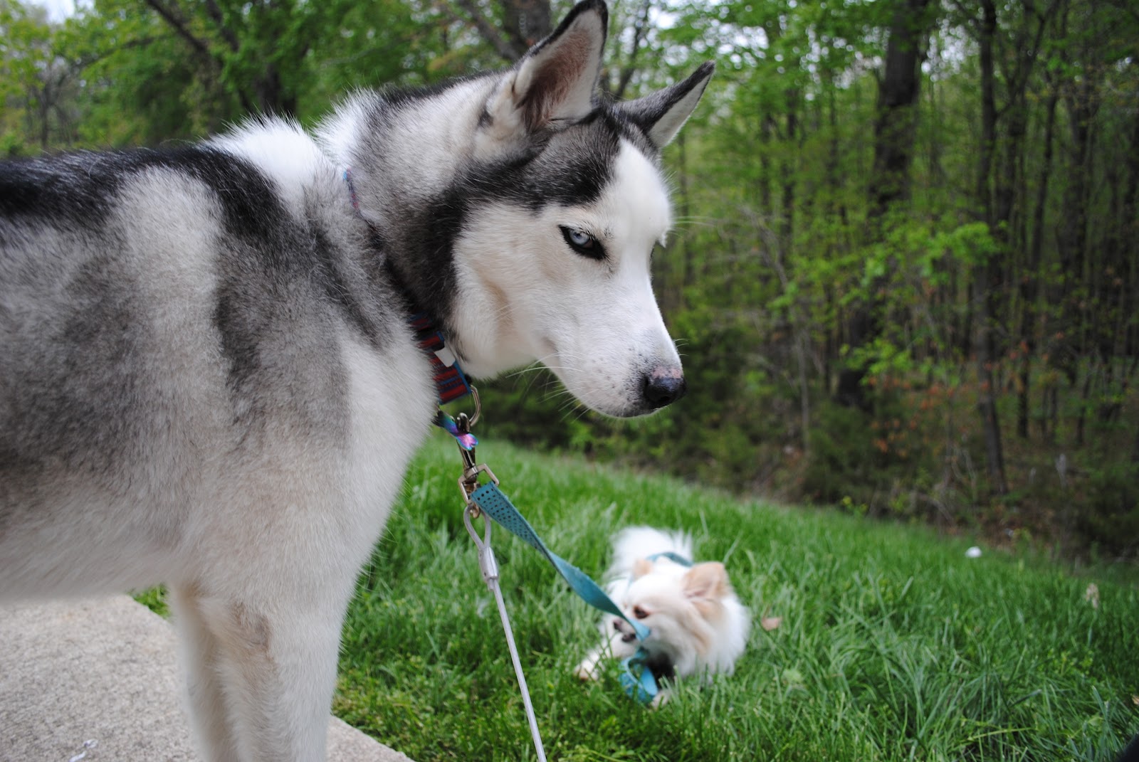 Comet the coconut retriever husky!