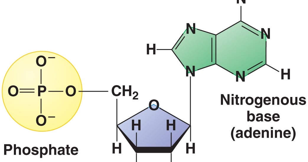 What Is Three Parts Of Nucleotide
