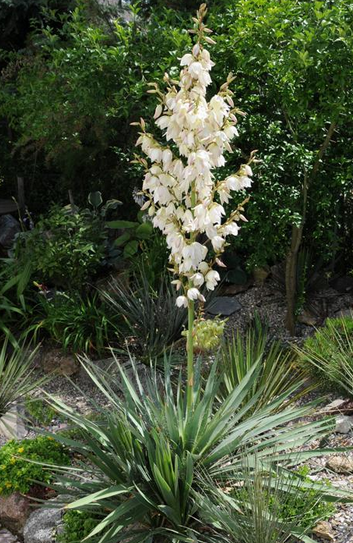 RHS Horticulture Student: P.I - WK6 - Yucca filamentosa