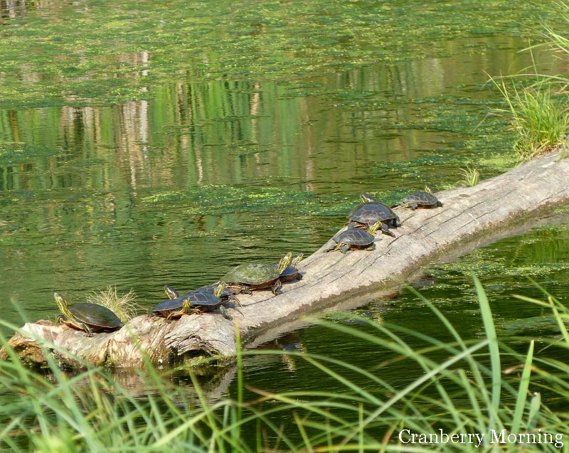 Cranberry Morning: Nine Turtles on a Log