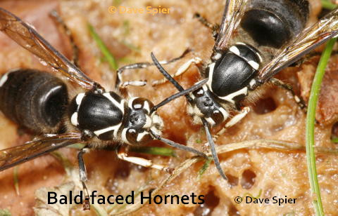 northeast naturalist: Bald-faced Hornets