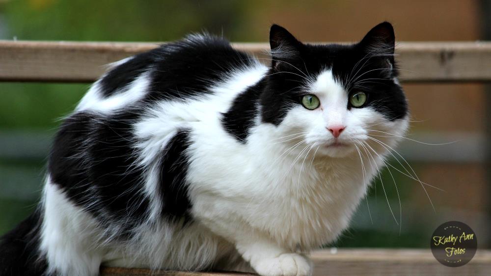 A Neighbourhood Cat... (3 Photos)