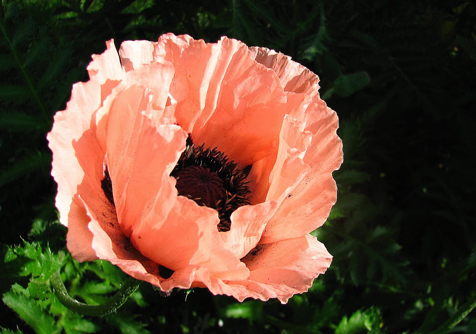 Il mondo in un giardino: Papaveri di oggi e di ieri