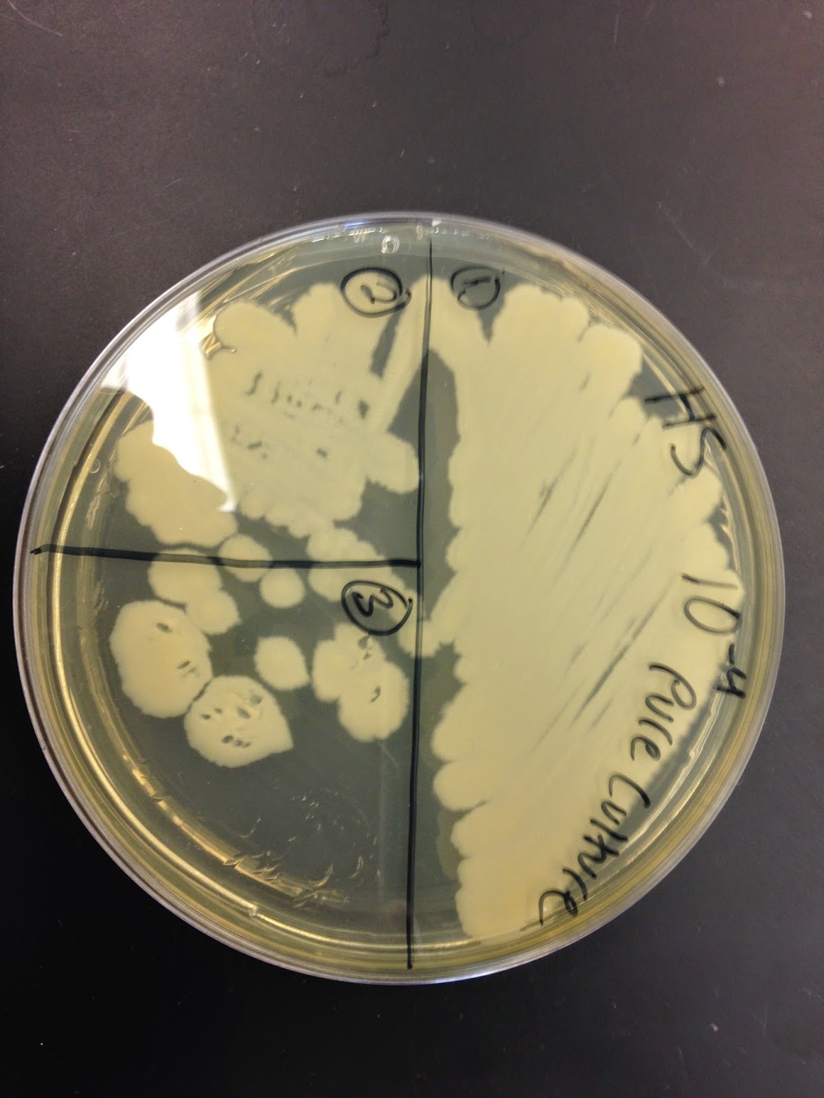 Soil Microbiology : Post #3