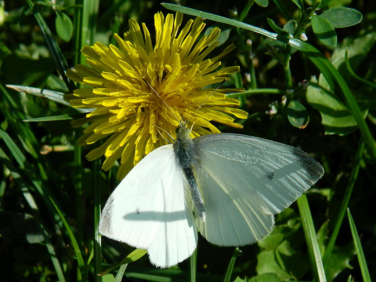 LA MULTI ANI, ROMANIA!: Fluturi albi pe flori de camp