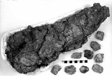 Coprolitos o las cacas que vinieron del pasado