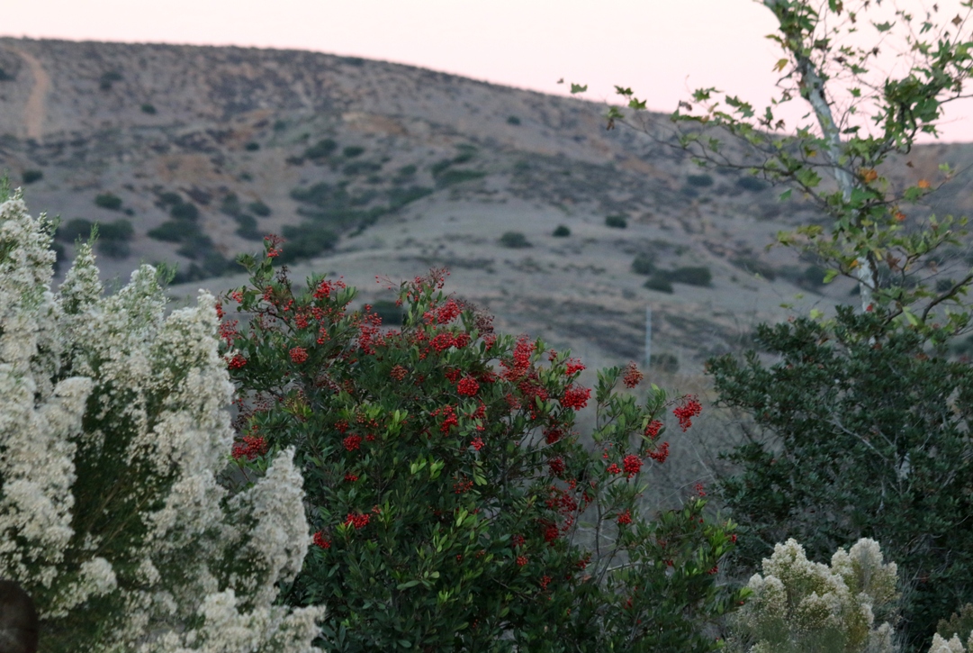 A photo, A thought............: Plant: Toyon...a chaparral keystone ...