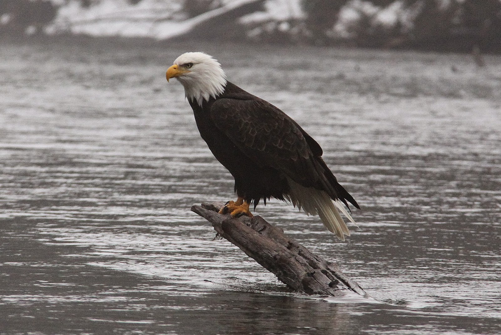 Perspective: Bald Eagle Migration-Squamish BC