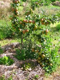 Le Douaire. Île de Vivre.: Tout savoir sur les fruitiers nains, en pot ...