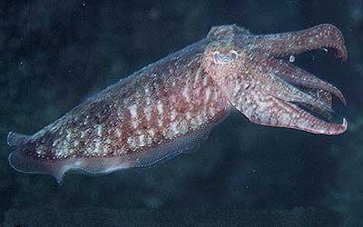 Artes de Pesca: VAMOS A PESCAR CHOCO - SEPIA O JIBIA + LA POTA VOLADORA