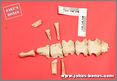 Lisa, my old red deer hind skeleton : Jake's Bones