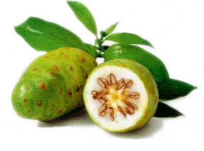 manfaat buah mengkudu untuk kesehatan