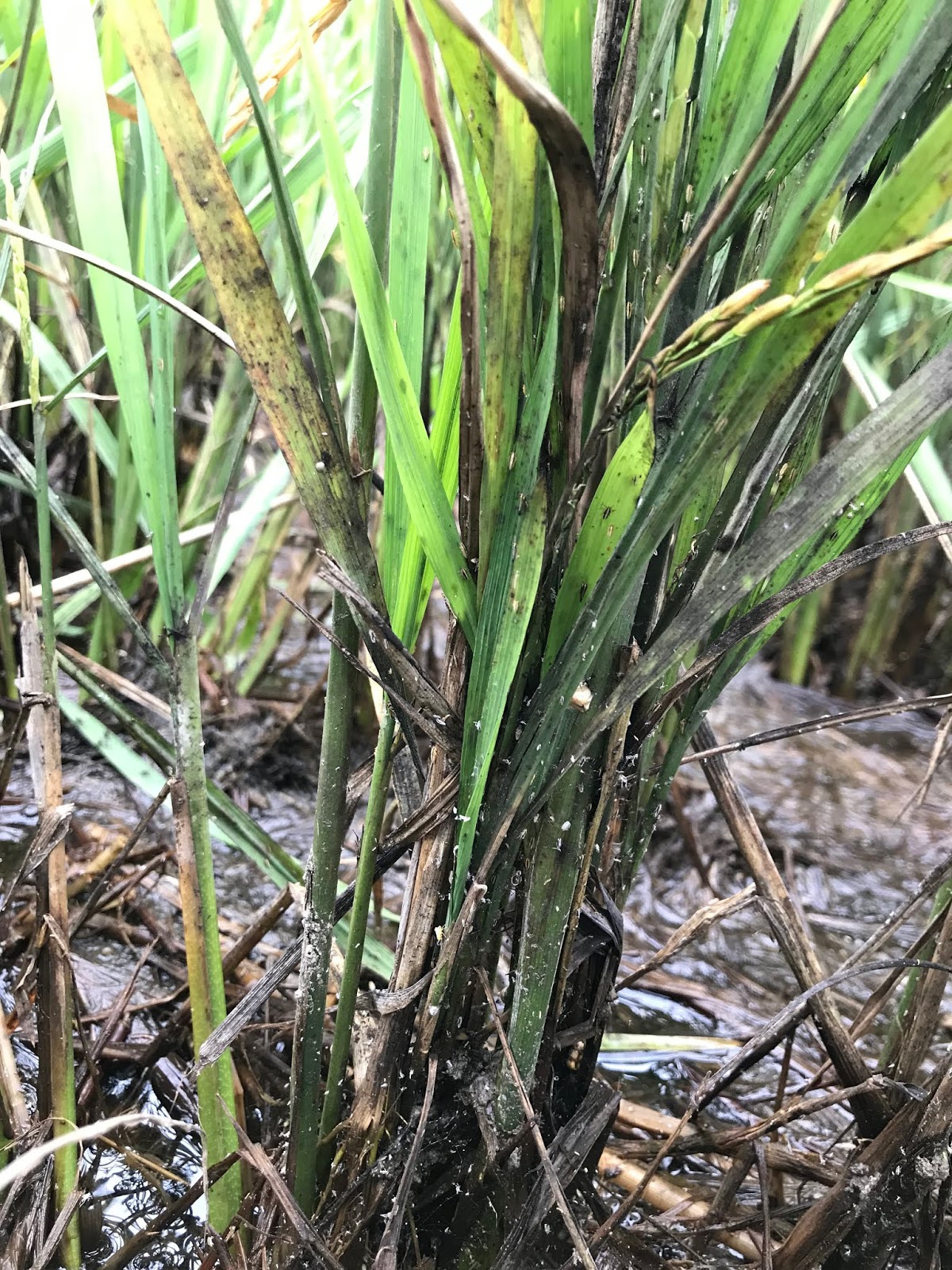 Upper Coast IPM: Stalk Destruction and Section 18