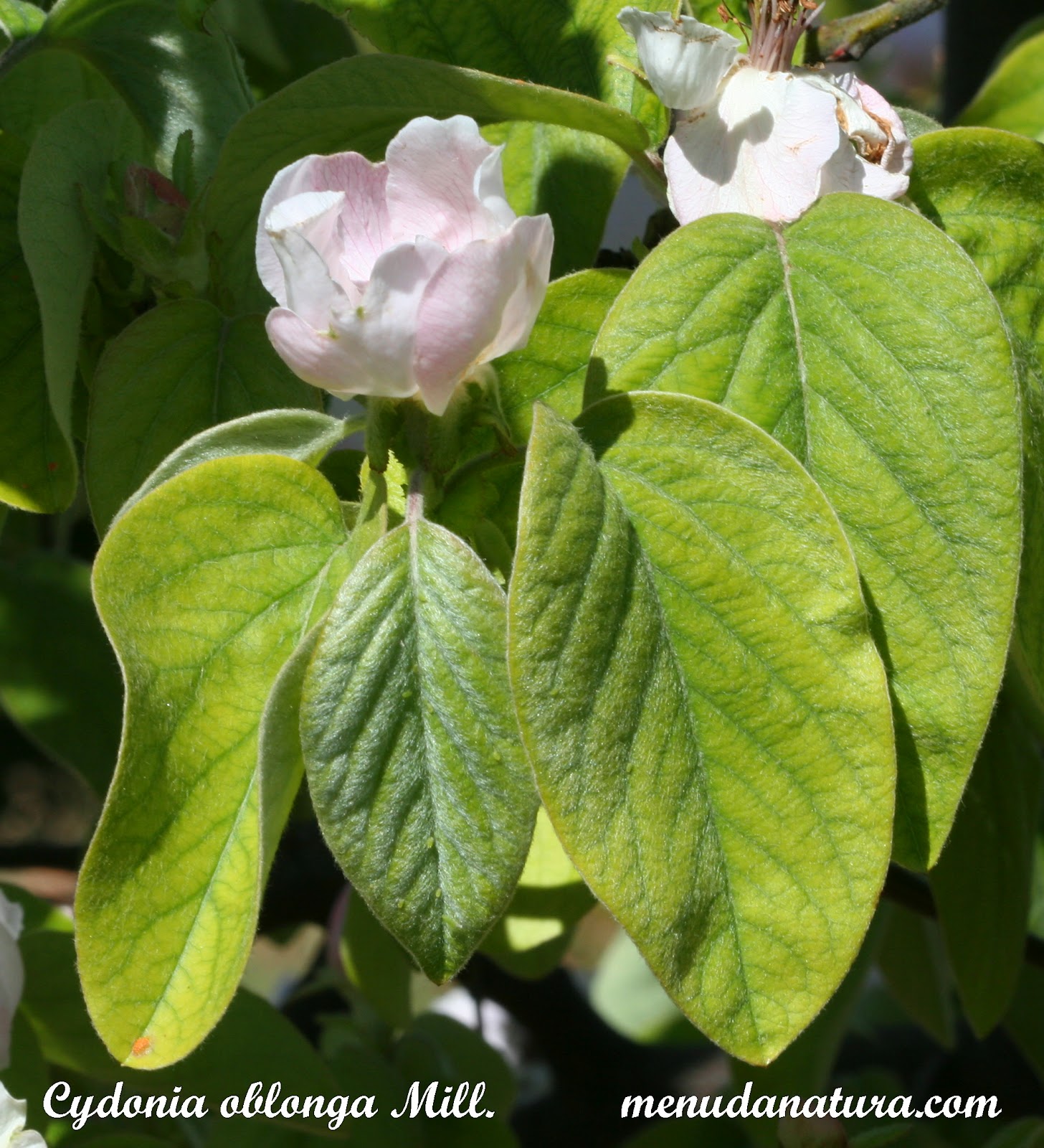 Menuda Natura: Cydonia oblonga Mill.