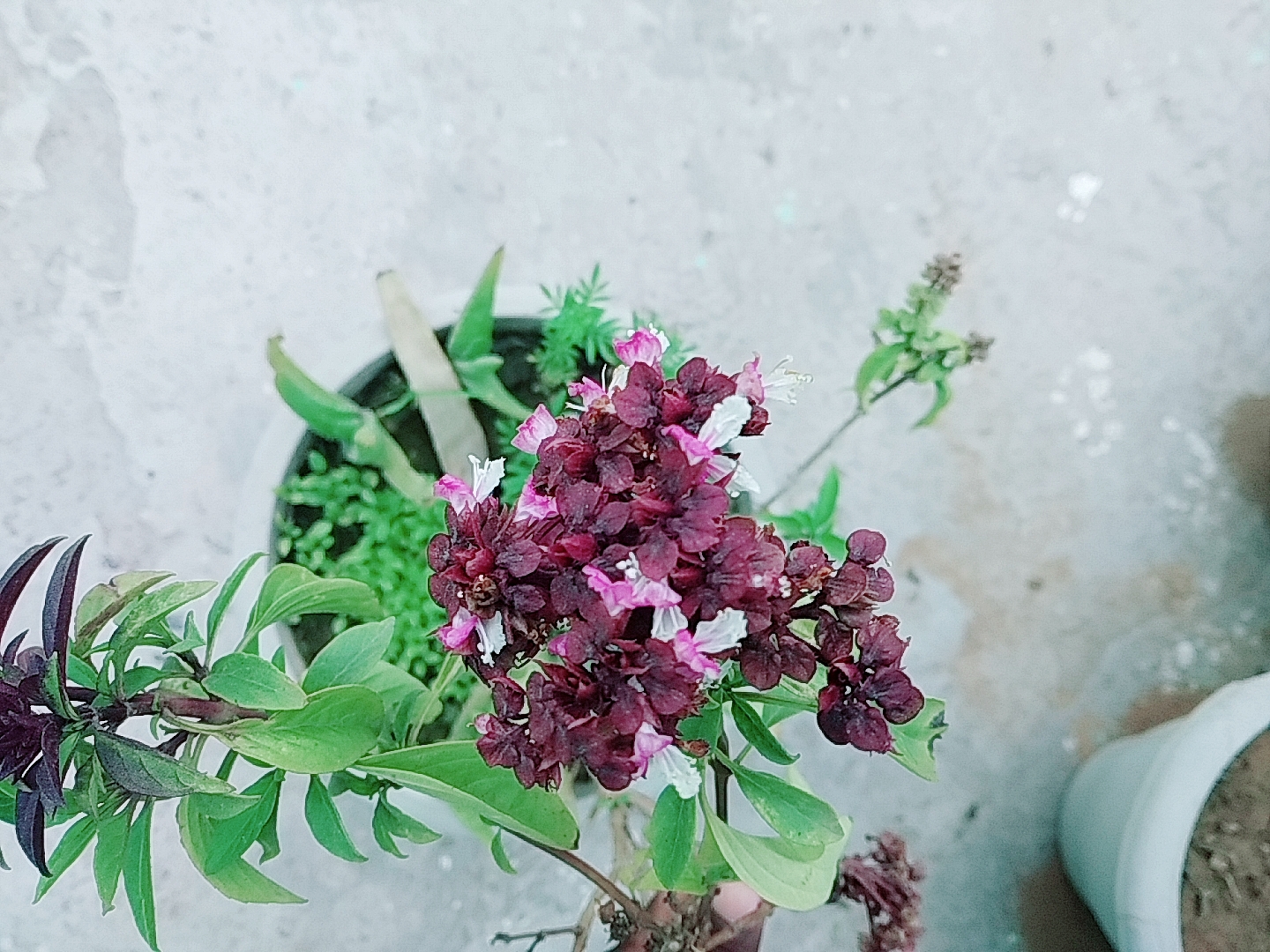 Photo Gallery #3 - The 🌺 Beauty of Marjoram (Marua) plant - HK ...
